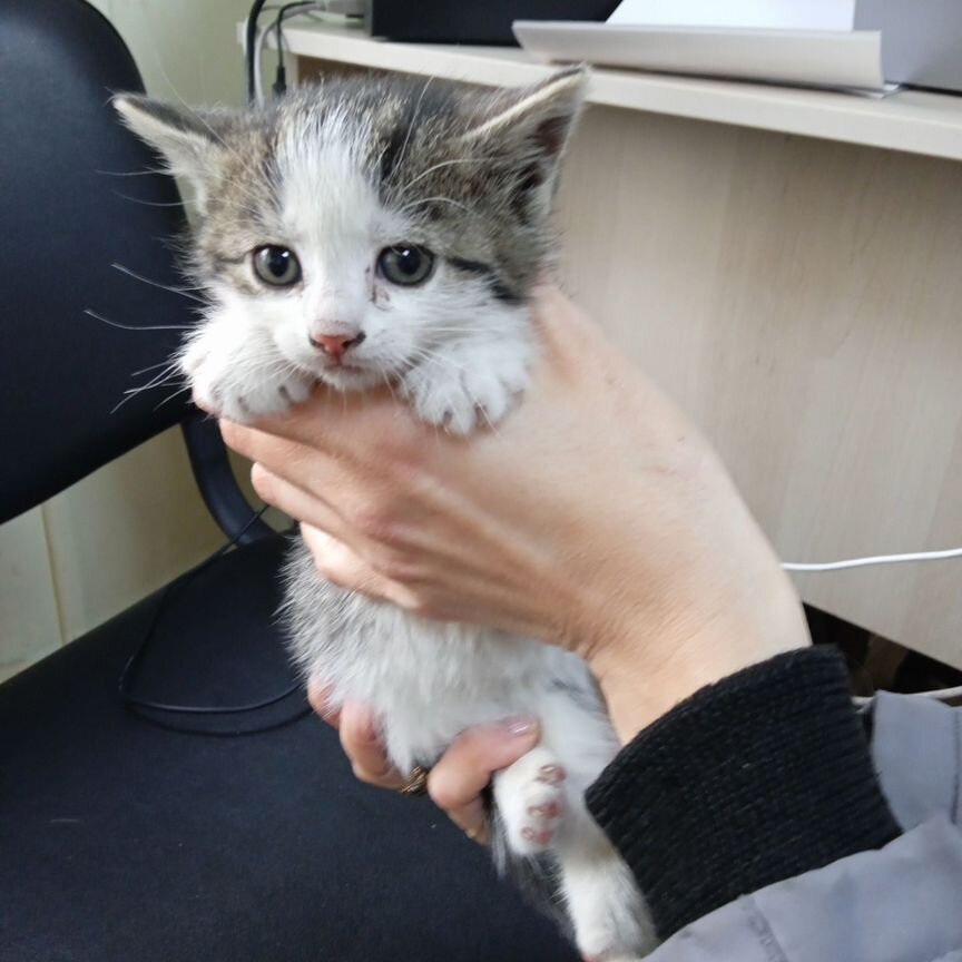 Котята