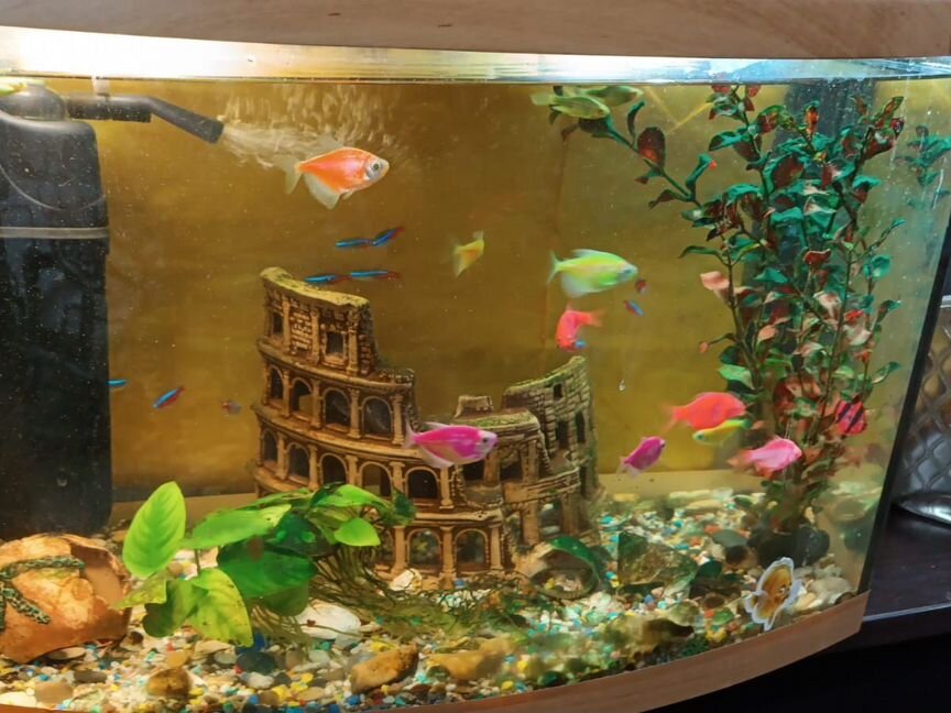 Продам аквариум 50 л с рыбками