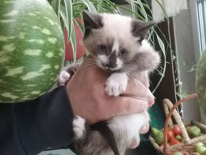 Кошка