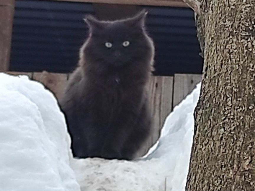 Котёнок 4 мес. очень пушистый