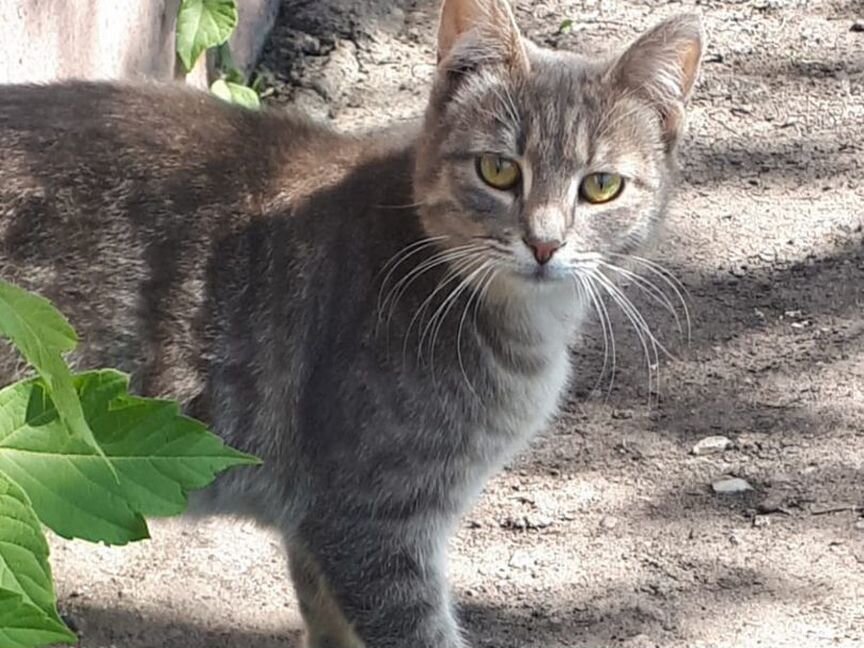 Молодую кошку предали