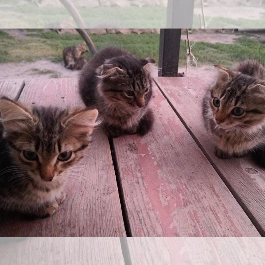 Отдам котят в добрые руки