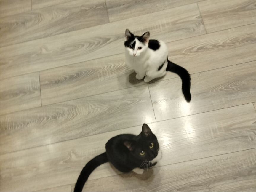 Котики в добрые руки