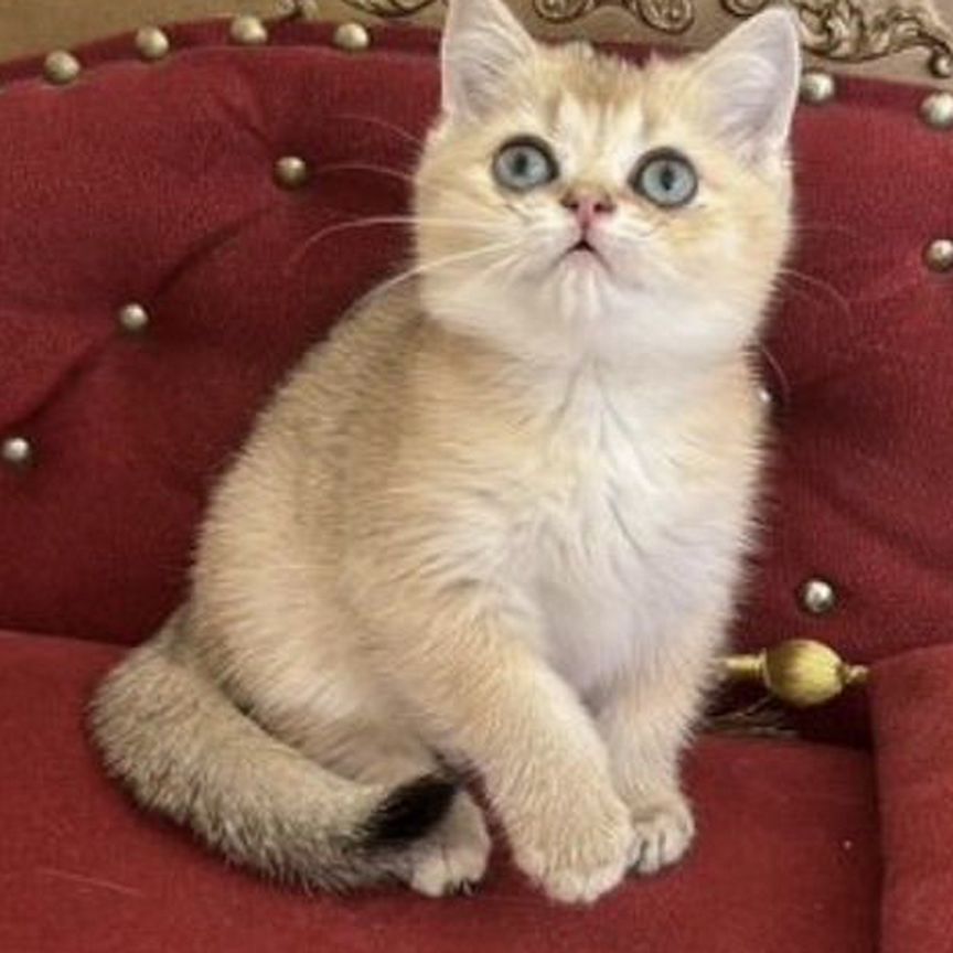 Британский короткошёрстный котёнок