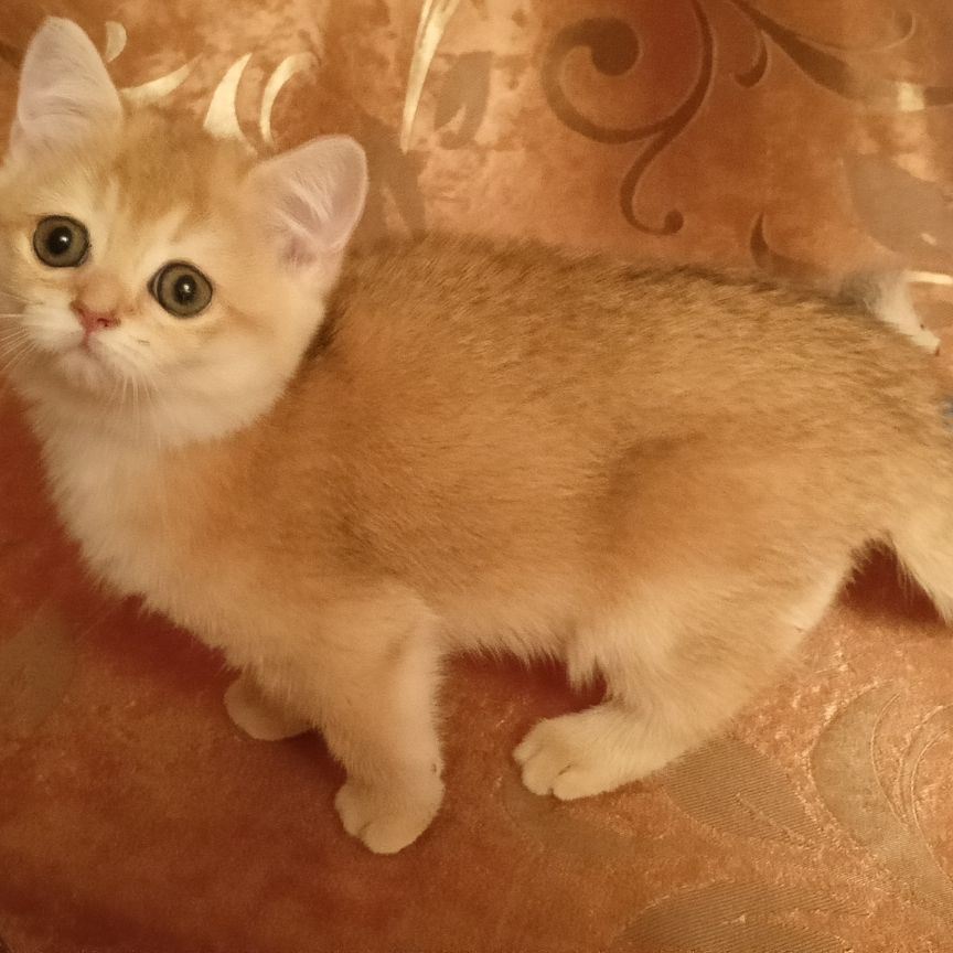 В продажу Шотландская кошечка
