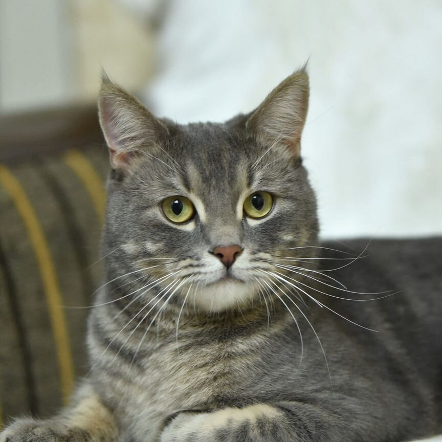 Котик в добрые руки