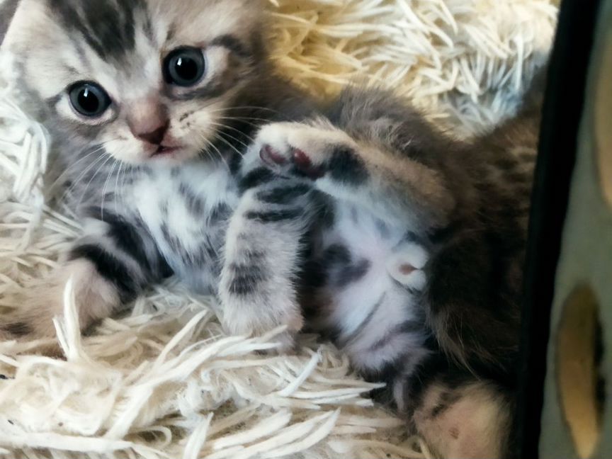 Шотландские вислоухие котята