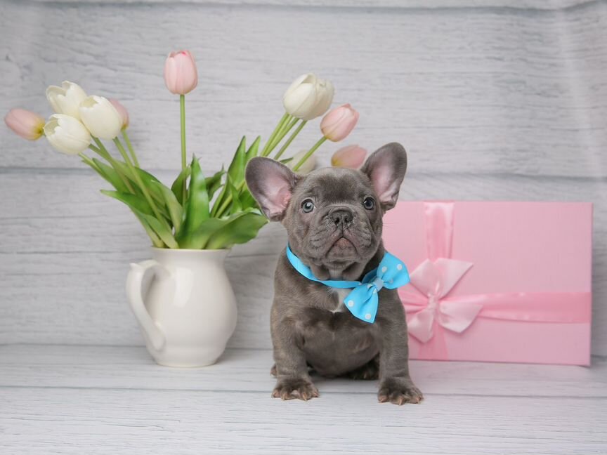 Джентельмен