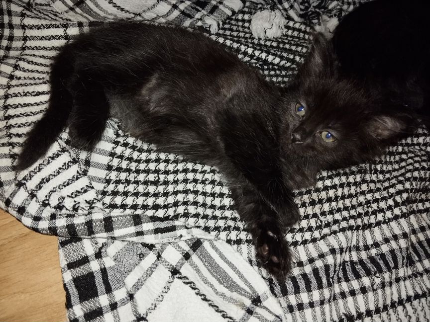 Отдам котенка британец