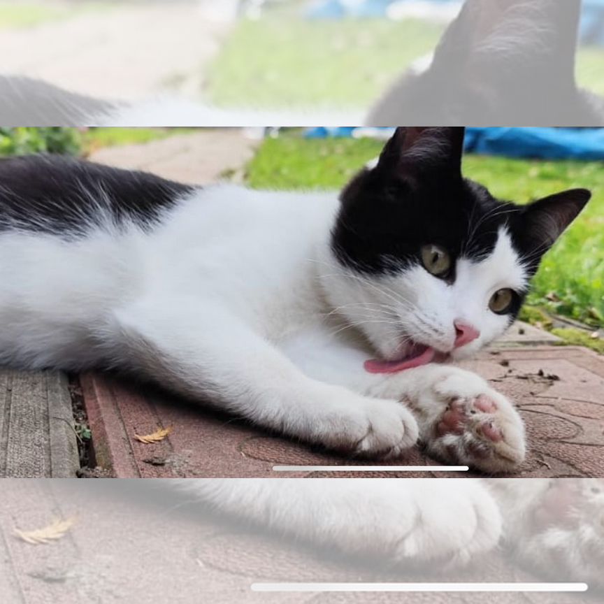 Ласковый котенок ищет друга
