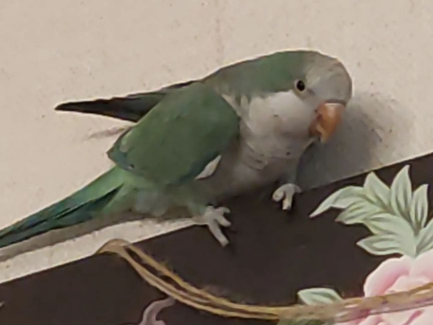 Попугай монах с клеткой Ferplast Piano 6