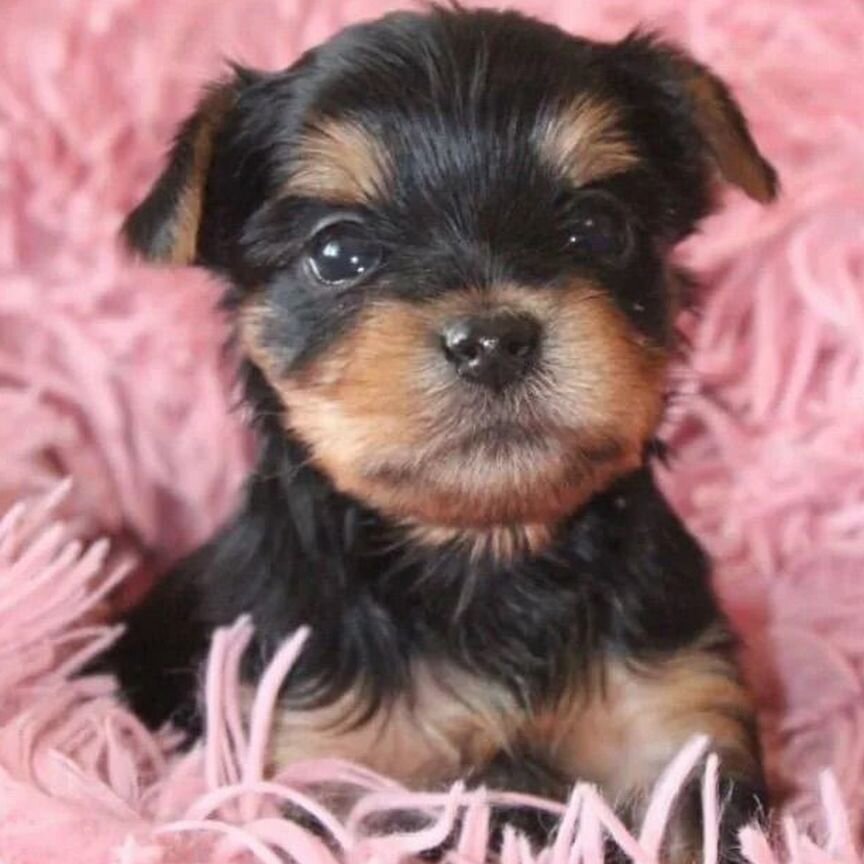 Йоркширский терьер, щенок
