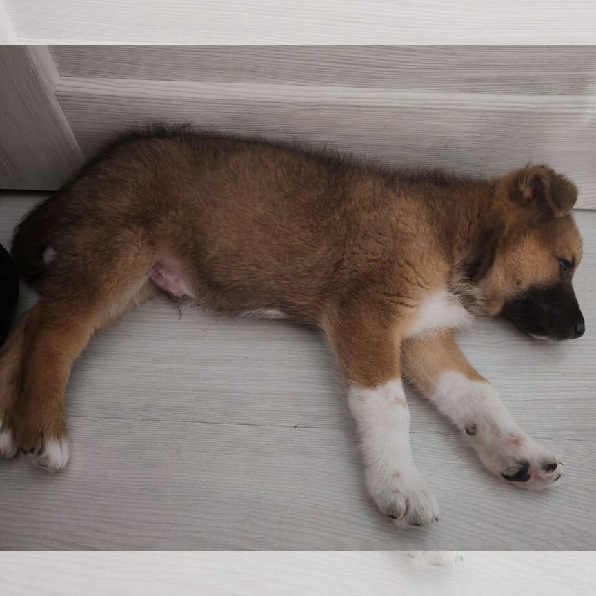 Щенок в добрые руки