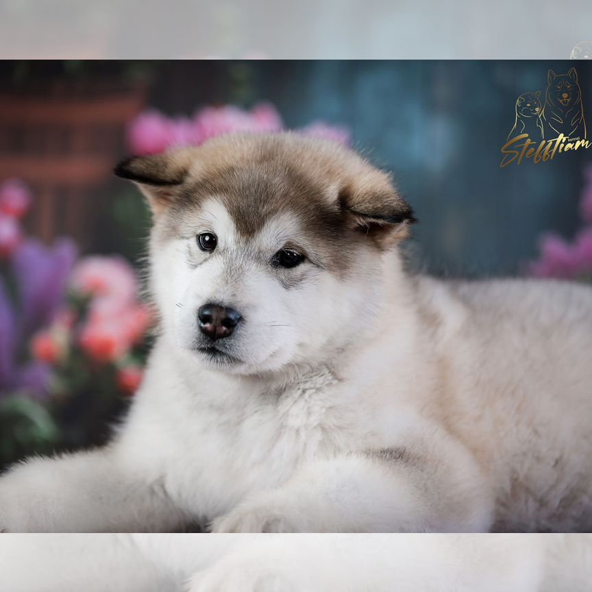 Аляскинский маламут щенки