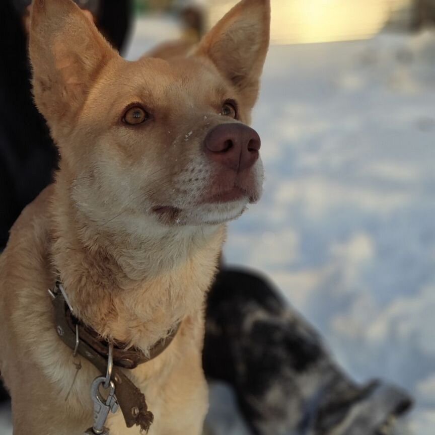 Умка Девочка