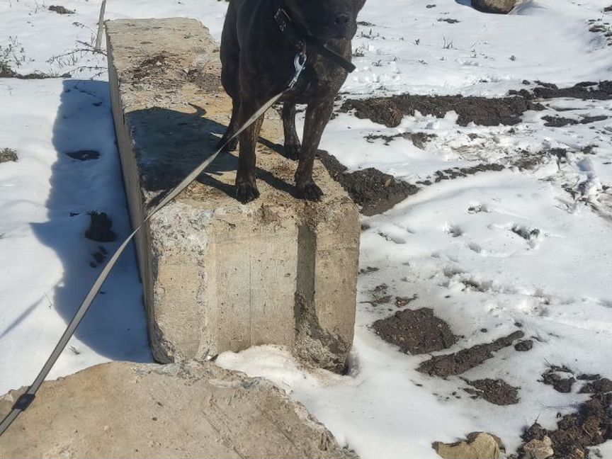Питбуль в хорошие руки