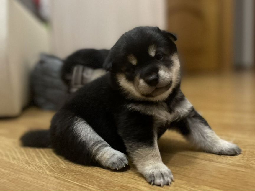 Щенки сиба ину черные