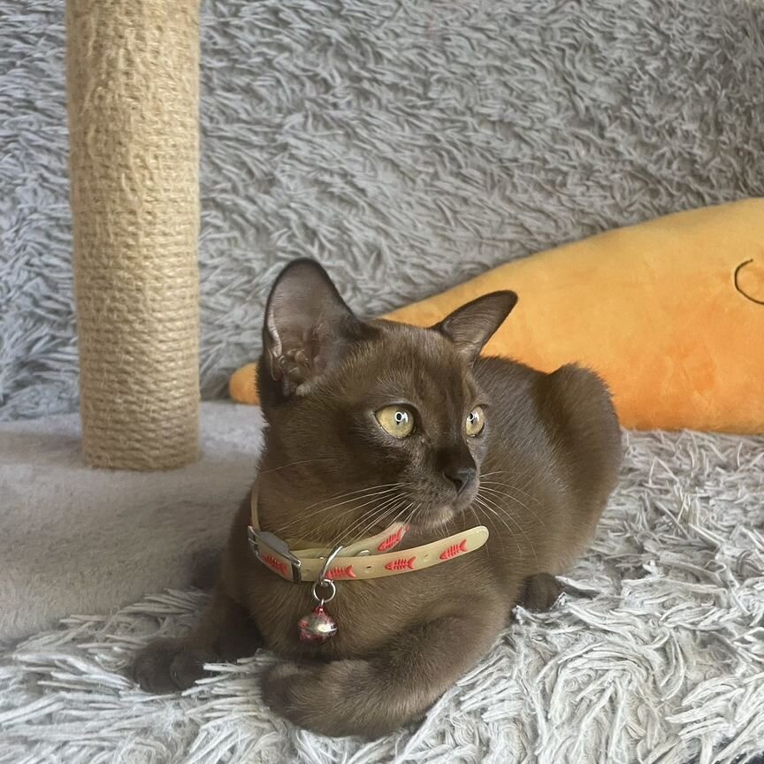 Бурманские котята