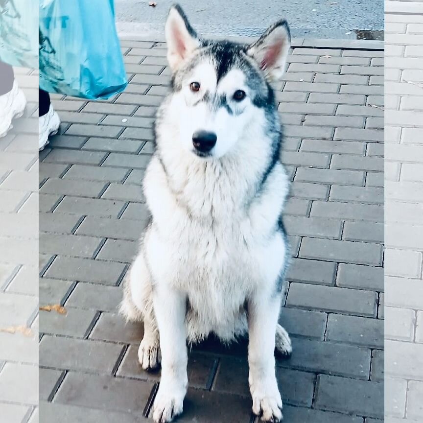 Сибирский хаски, щенок