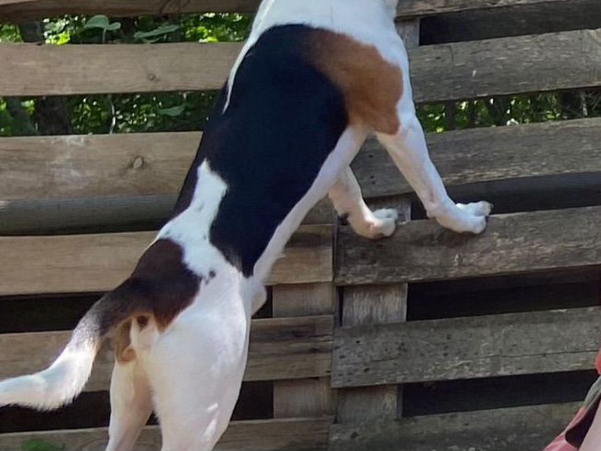 Кобель Бигль вязка