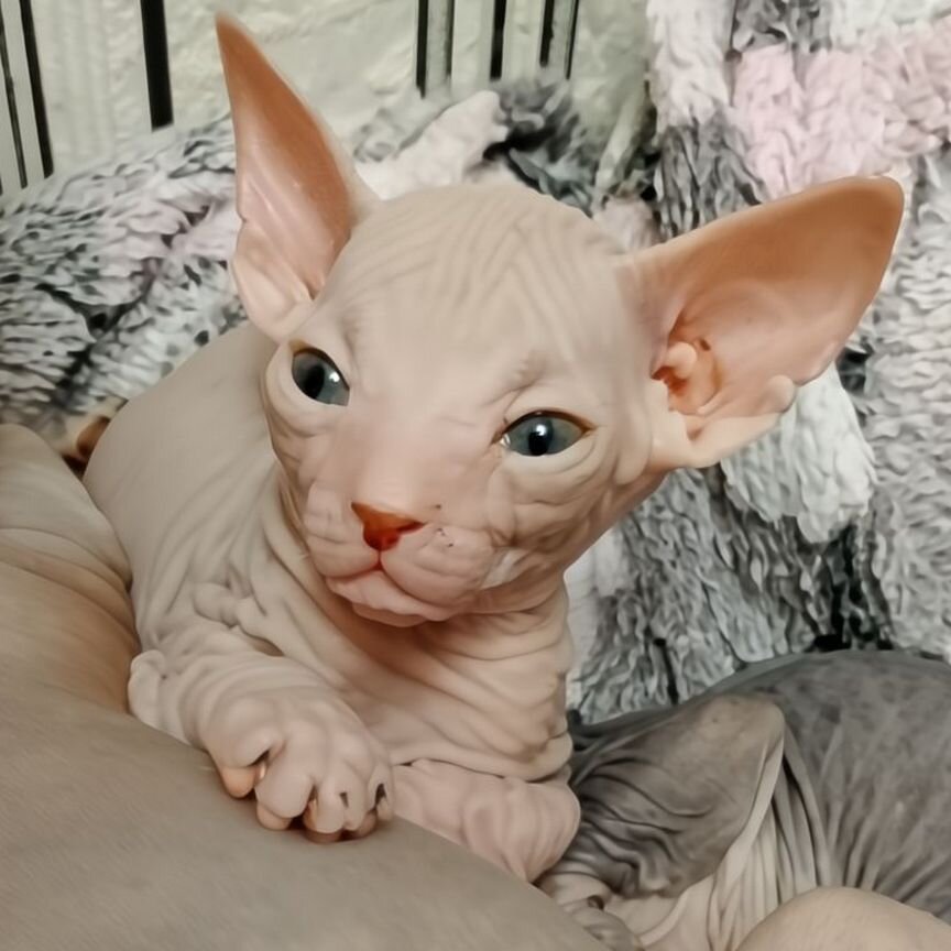 Котёнок сфинкс