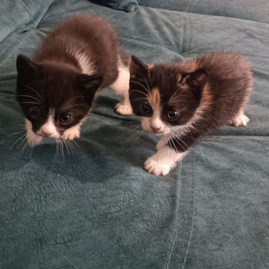 Отдам в добрые руки котят