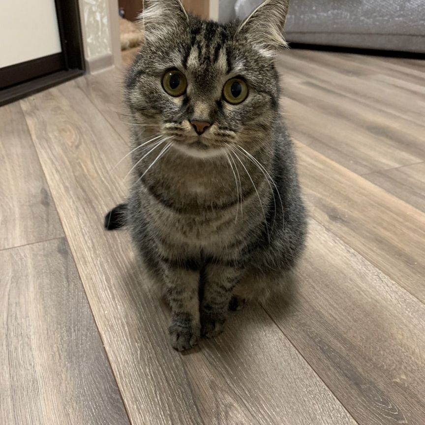 В добрые руки