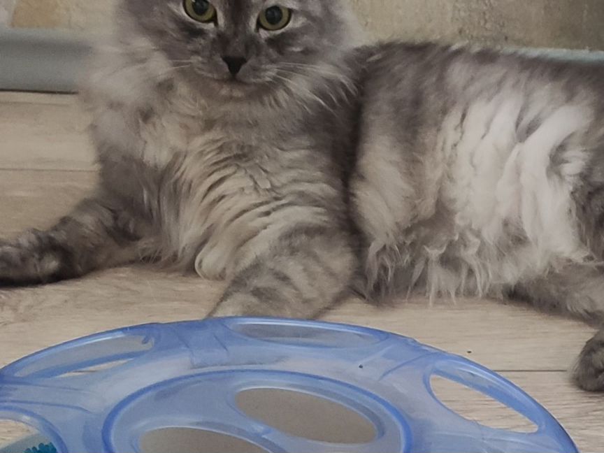 Молодая кошечка