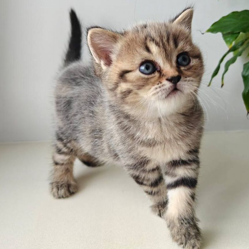 Шотландский прямоухий короткошёрстный котёнок