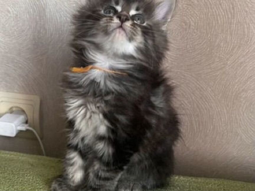 Предновогодние шилопики парни и девчата