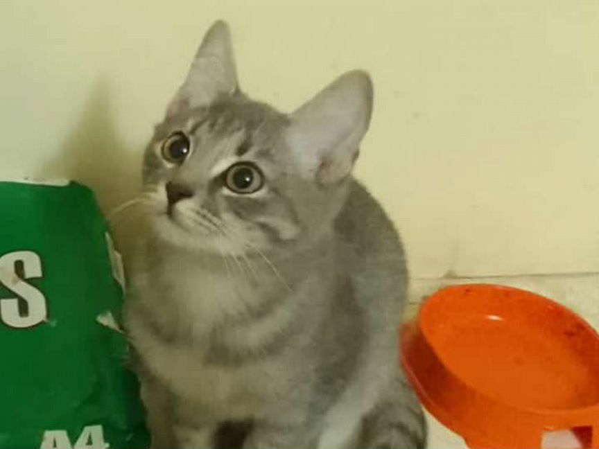 Котенок девочка