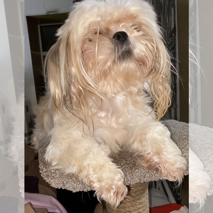 Пекинес, щенок