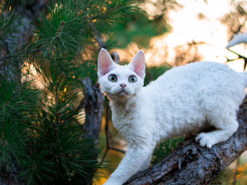 Котята девон-рекс