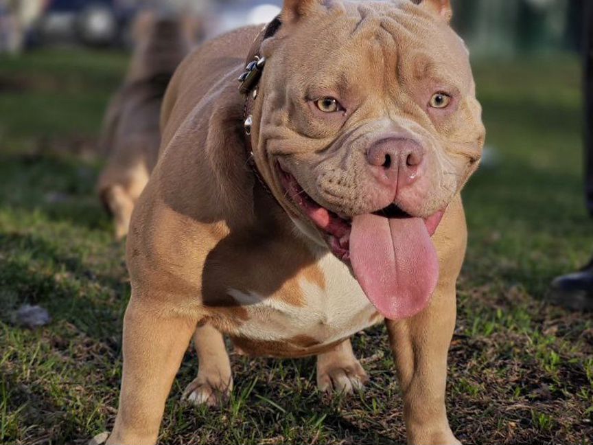 Щенок американский булли девочка