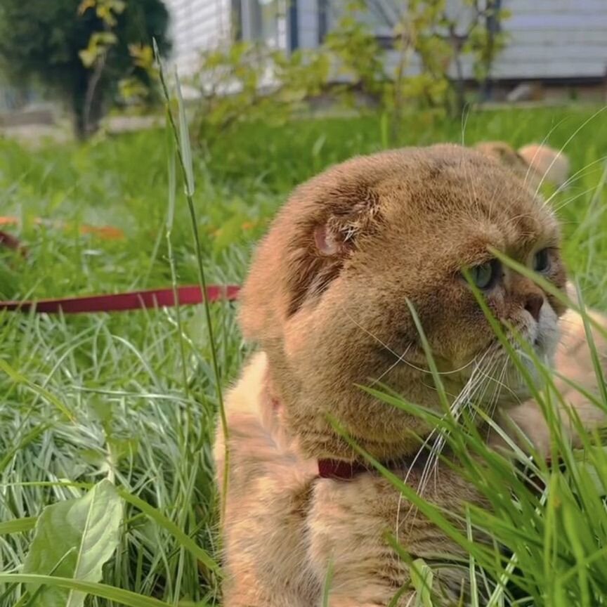 Шотландский золотой кот