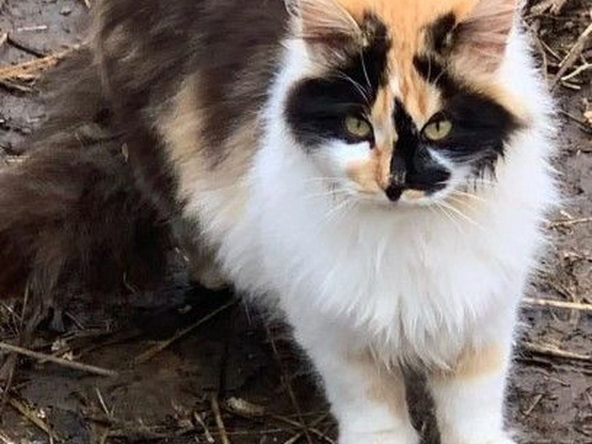 Трехцветная пушистая ласкуша в дар