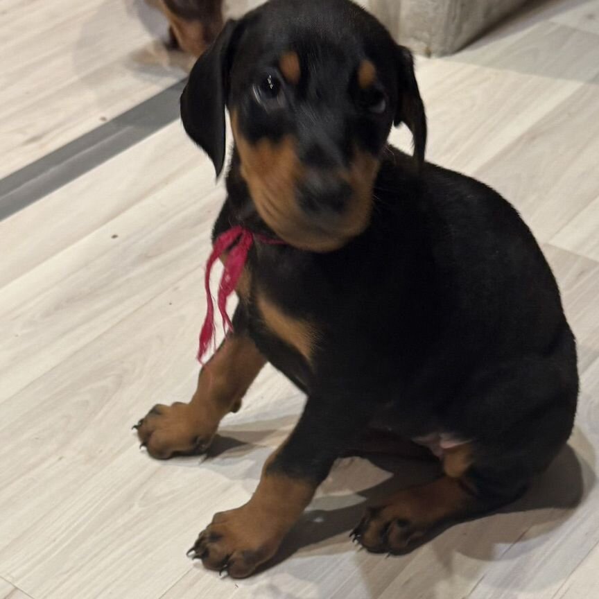 Доберман, щенок