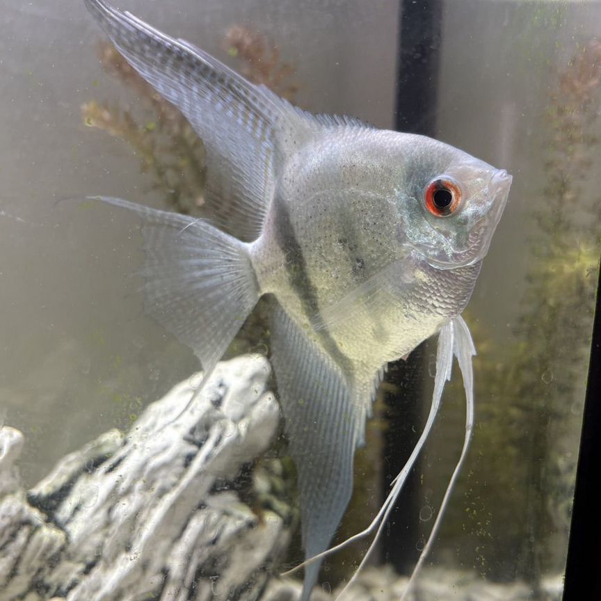 Скалярия самка