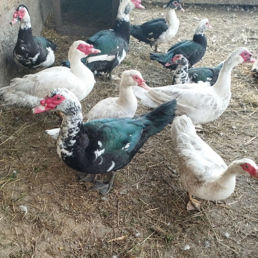 Индоутки, селезни 4-5кг на развод, на мясо