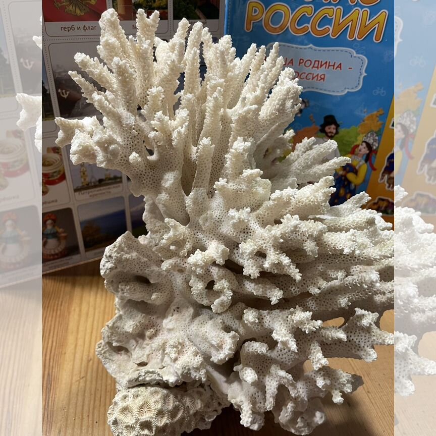 Продам морской коралл