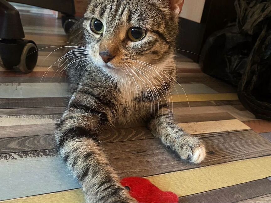 Кошка в поисках дома