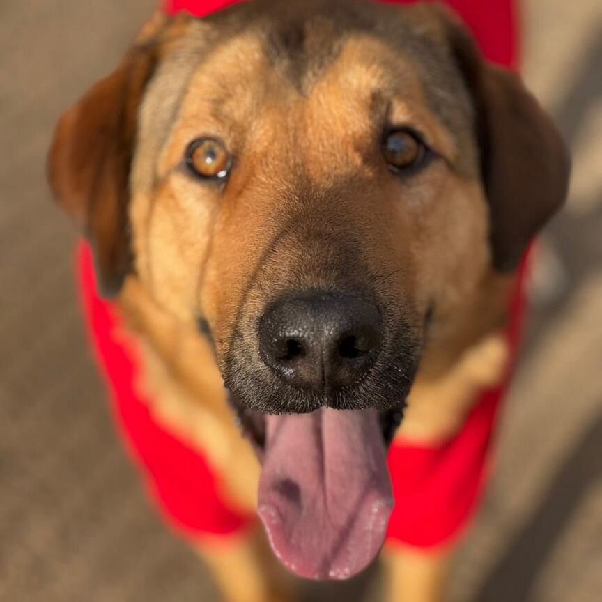 Смурфик, собака из приюта в добрые руки