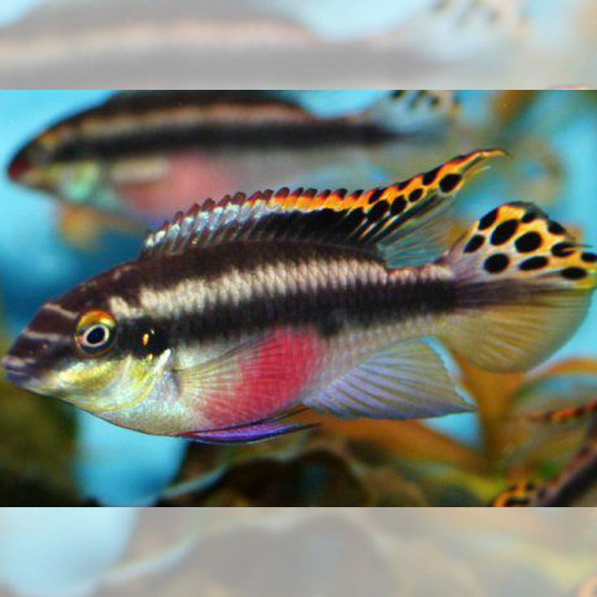 Аквариумная рыба попугай