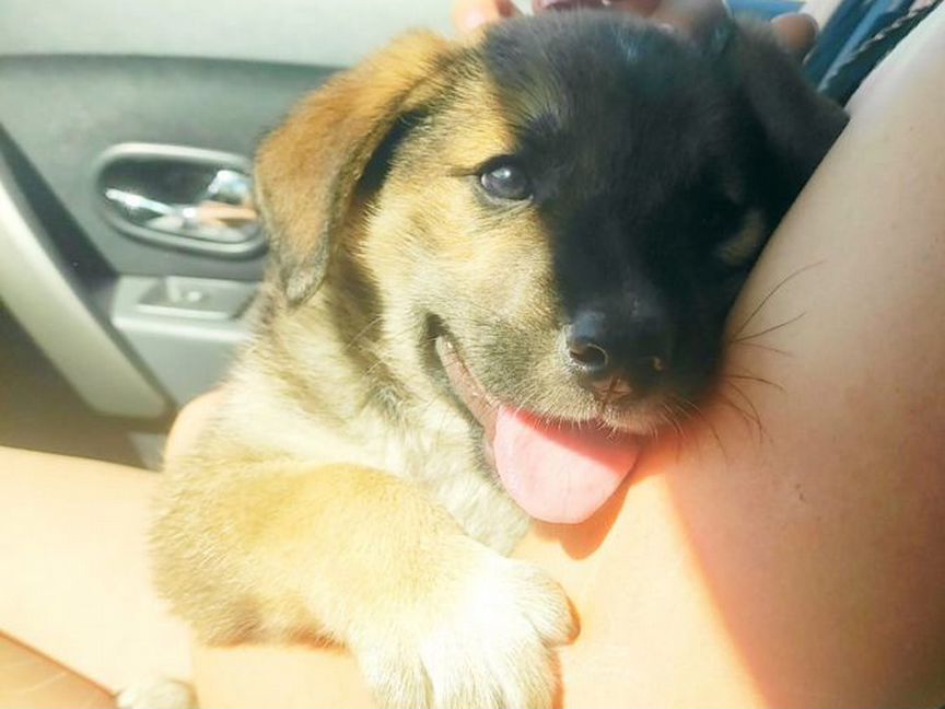 Большой выбор здоровых щенков