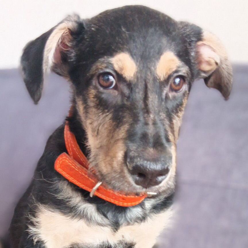 Щенок мальчик в частный двор