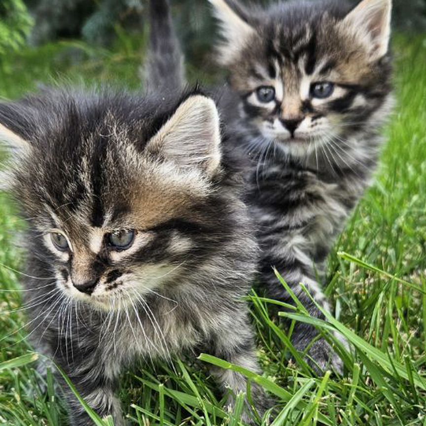 Котята 1 мес девочка и мальчик в добрые руки