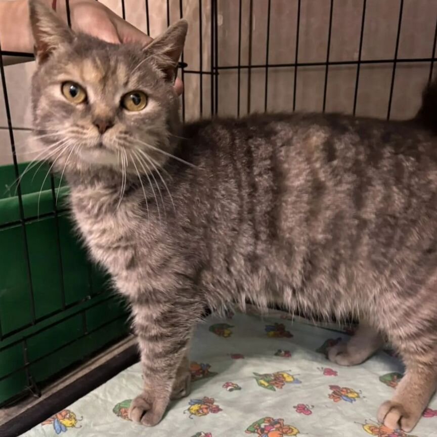 Британская короткошёрстная, взрослая кошка