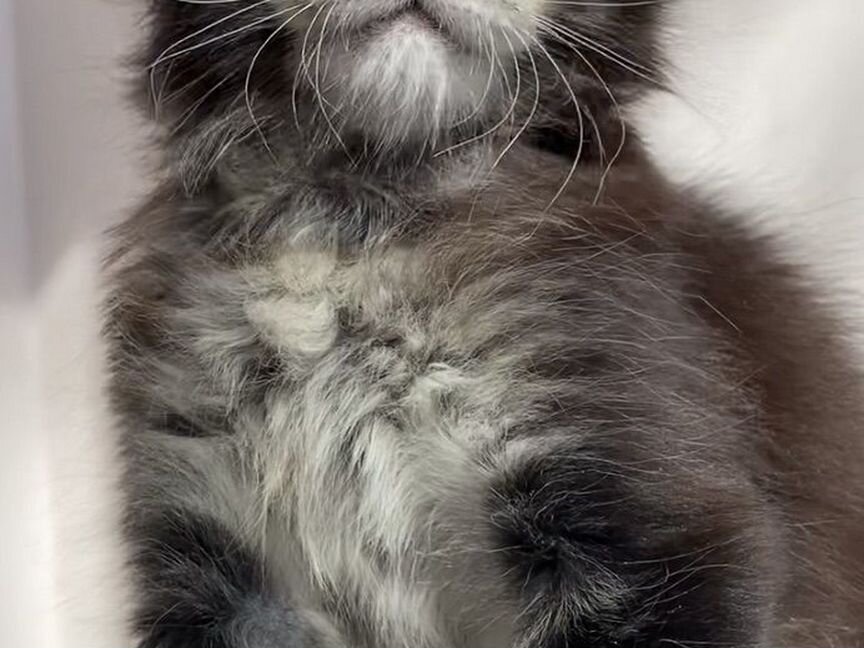 Котята Мейн-кун
