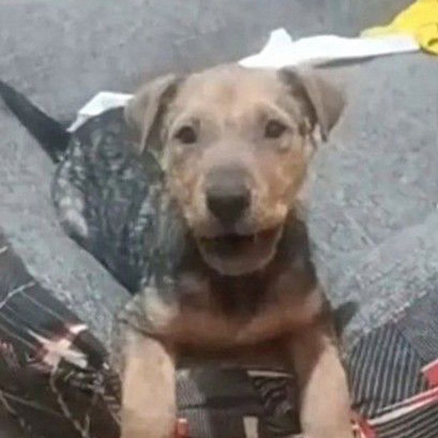 Щенок в добрые руки