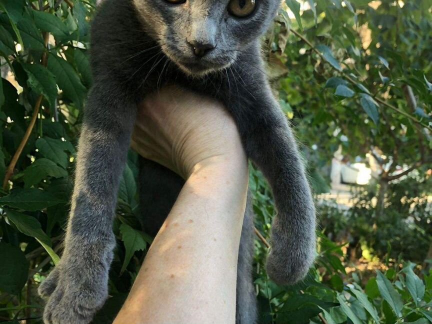 Русский голубой котёнок